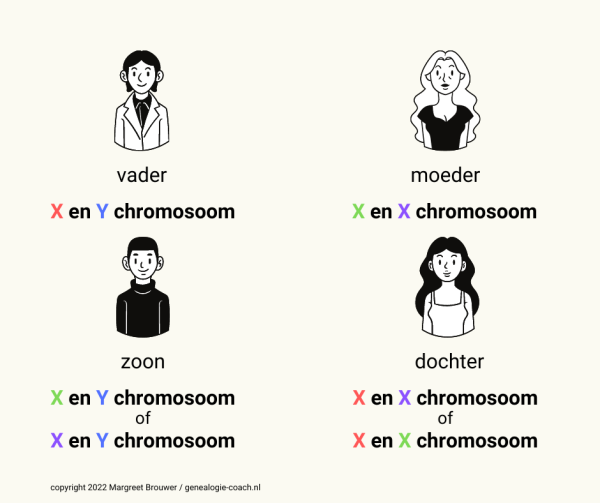 Chromosomen: DNA’s favoriete opbergdoosjes